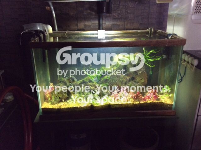 Show off your Kessil light tank | The Planted Tank Forum