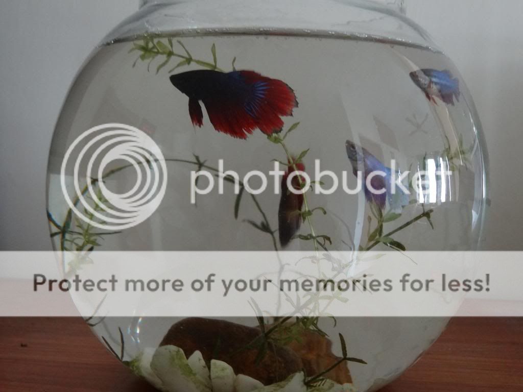 my cute little fish bowl | Indusladies